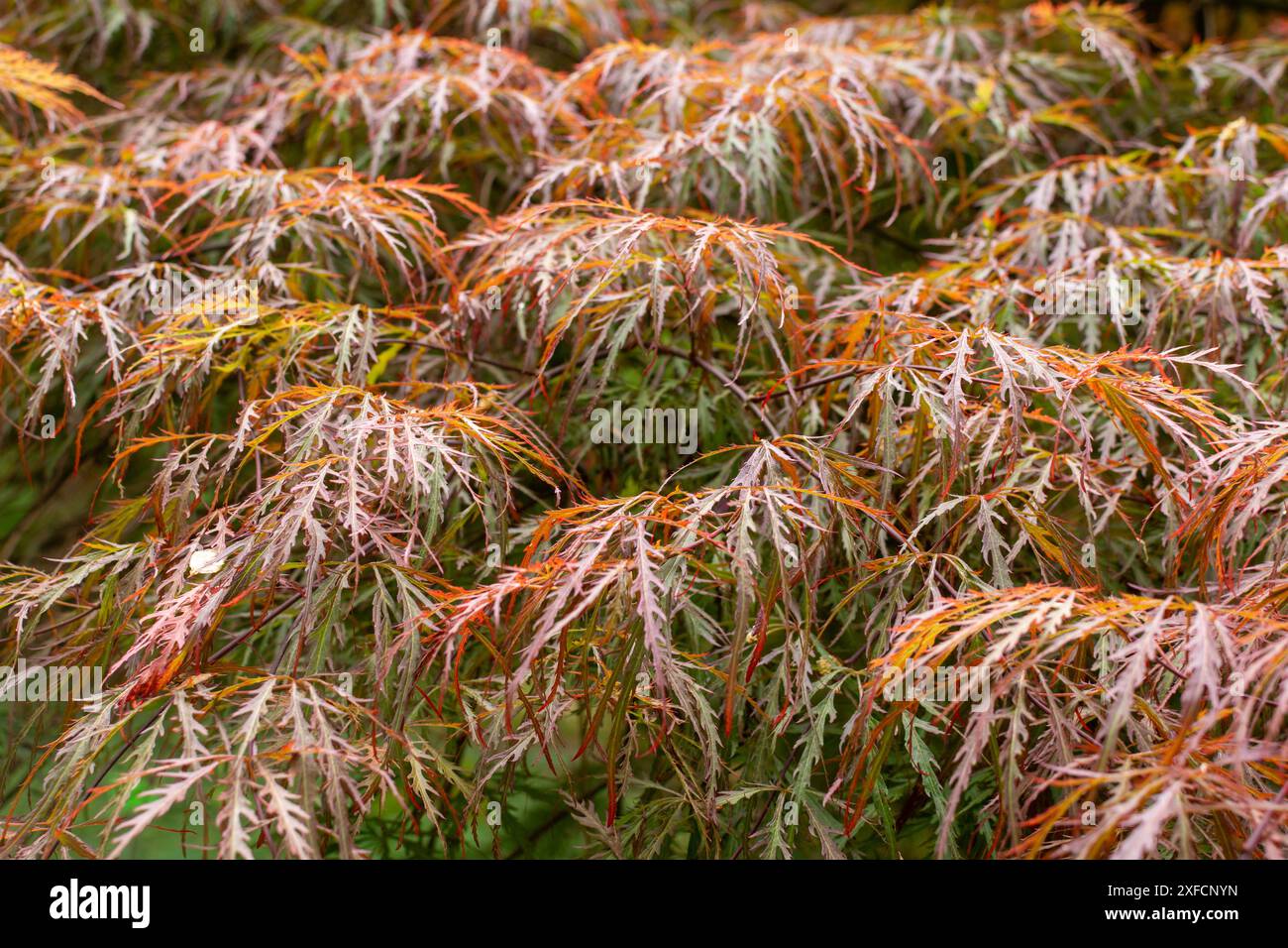 Fiery foliage adorns the Japanese maple. Lacy leaves, a vibrant shade ...