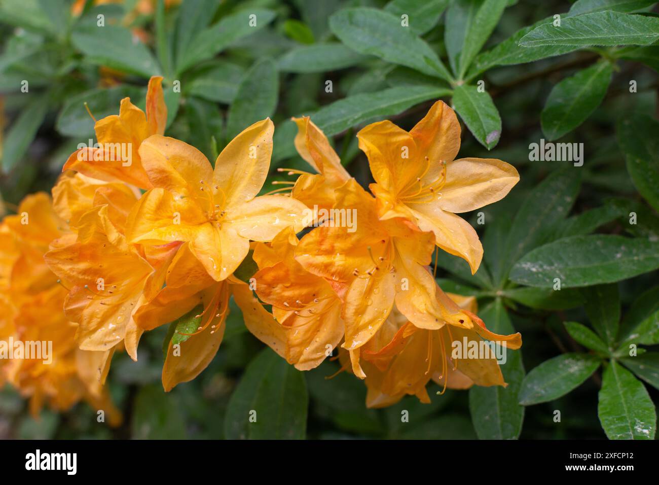 Delicate, light orange blooms unfurl on the Japanese rhododendron. The ...