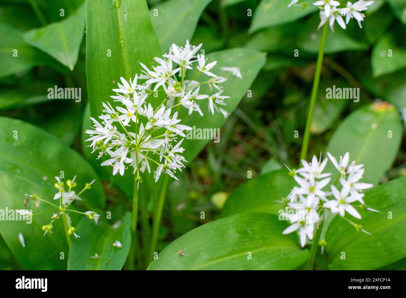 Delicate stars emerge in a close-up view of bear's garlic flowers. Each ...