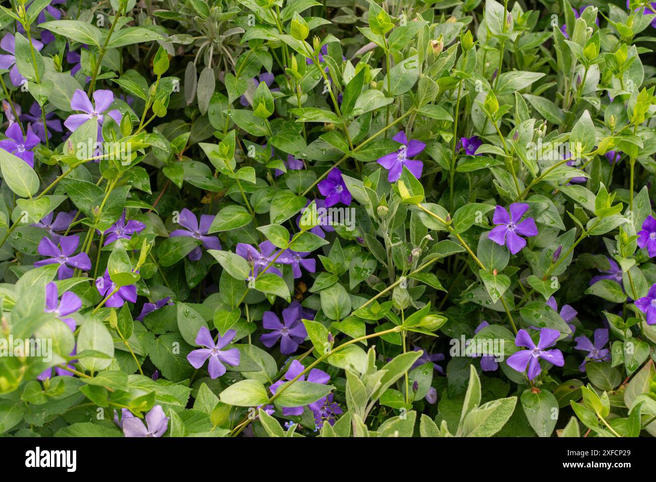 Bigleaf periwinkle, with its vibrant violet blooms, stretches across ...