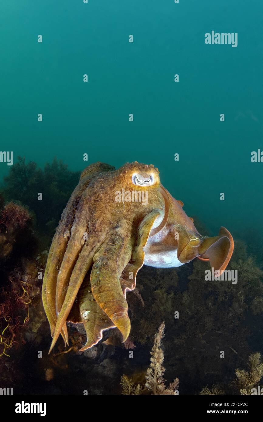 Australian Giant Cuttlefish Stock Photo - Alamy