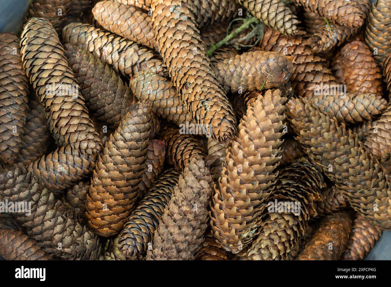 Long, brown pine cones, scattered and overlapping, create a textured ...