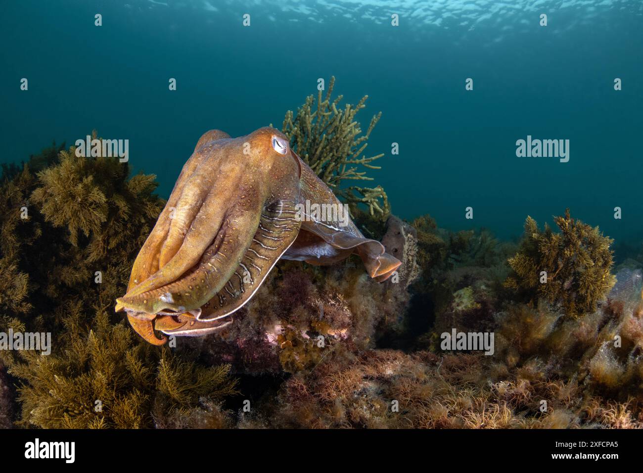 Australian Giant Cuttlefish Stock Photo - Alamy
