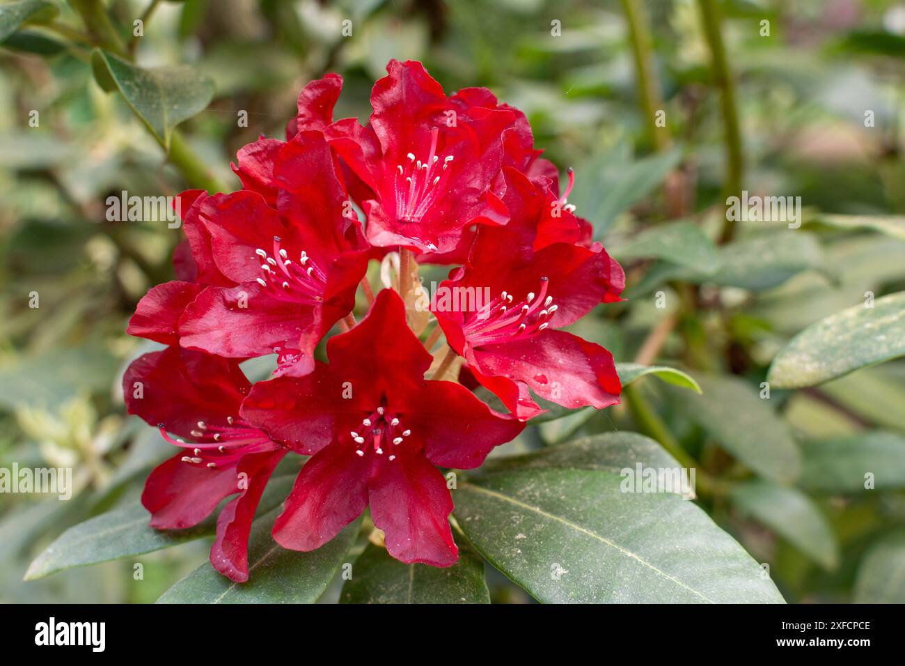 A vibrant cluster of red rhododendron blooms unfurl their ruffled ...