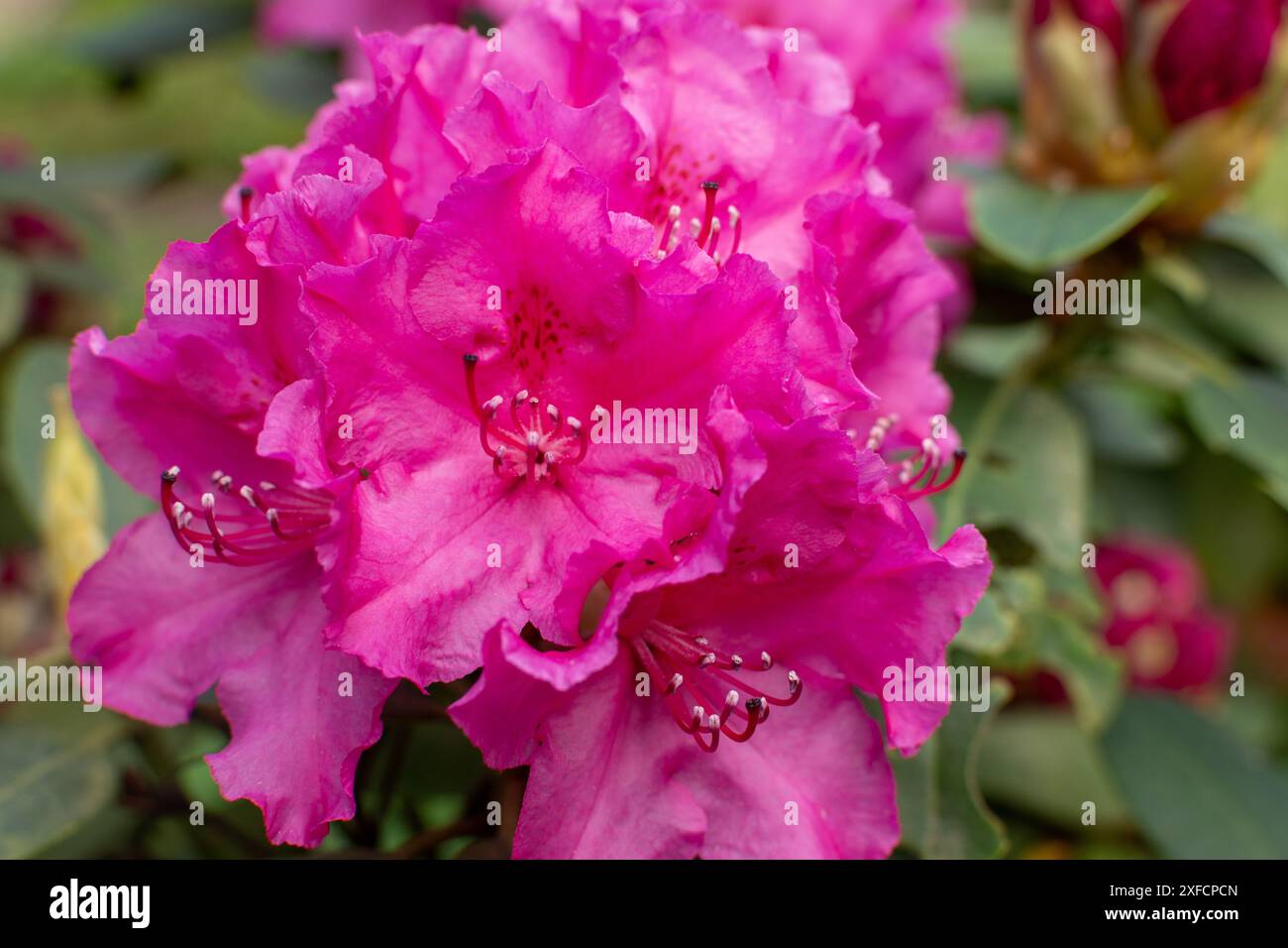 Delicate rhododendron flowers, their ruffled edges dusted with a touch ...