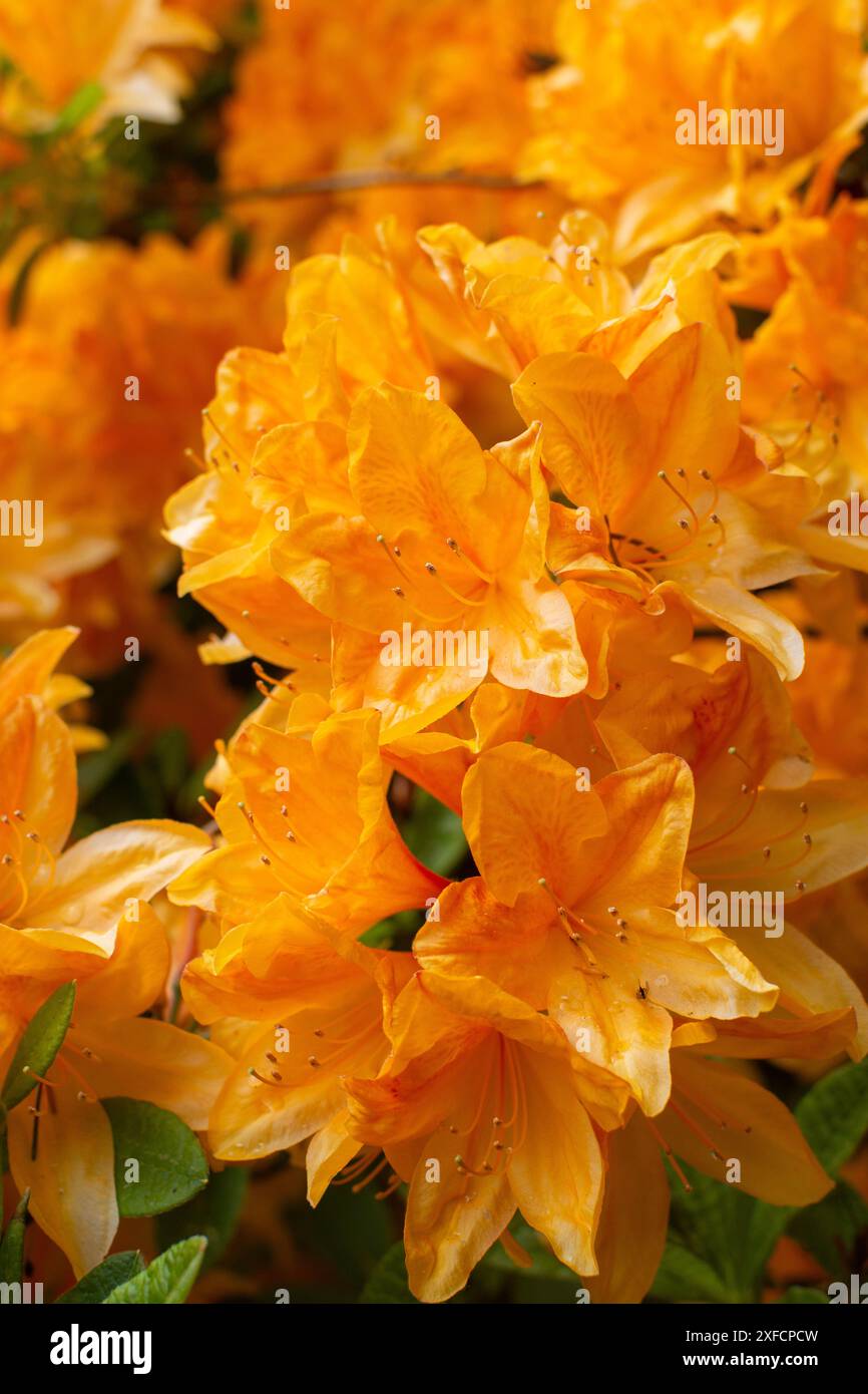 Ignite senses hi-res stock photography and images - Alamy