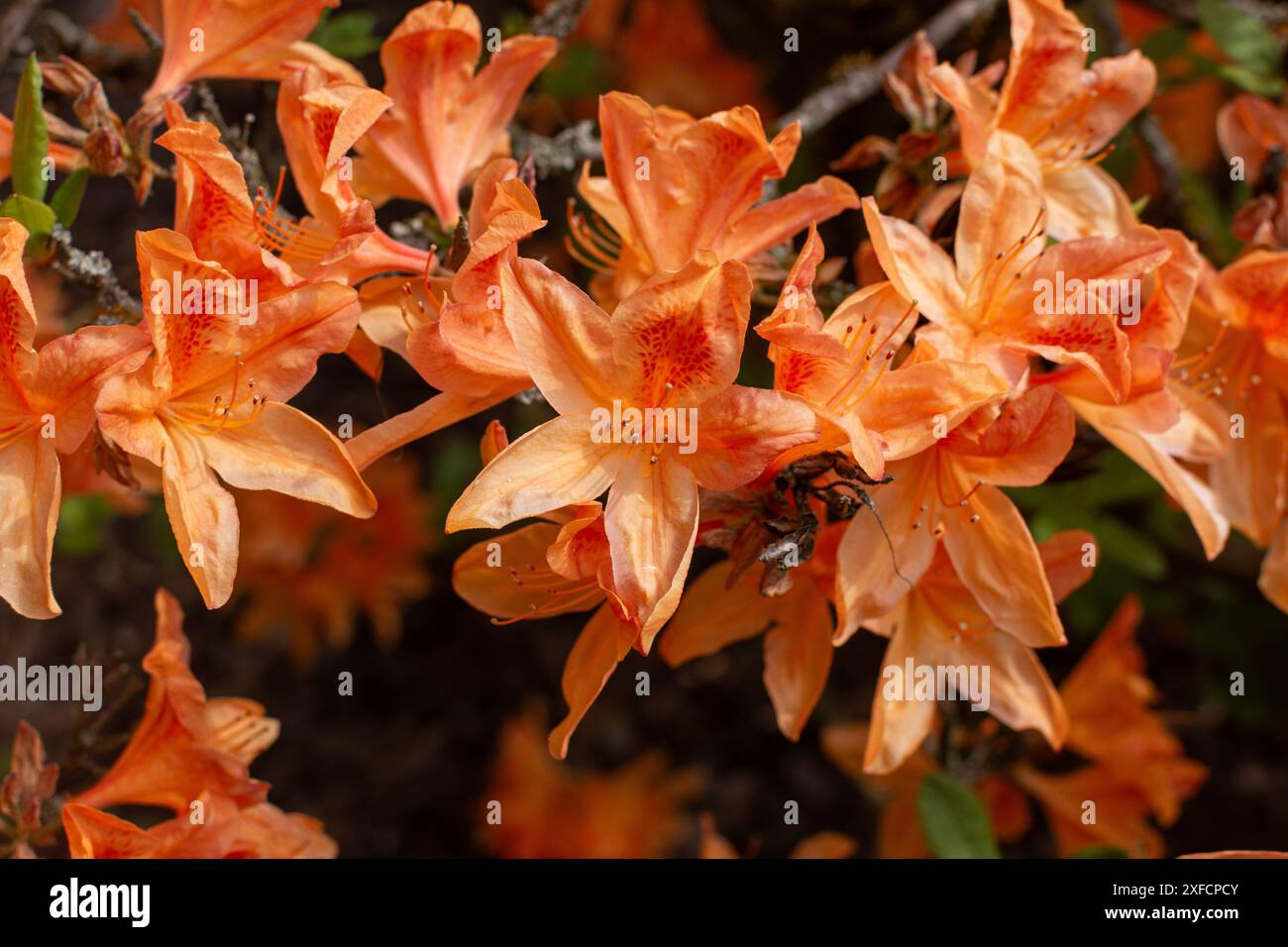 Vibrant orange rhododendron flowers, clustered and ruffled, erupt ...