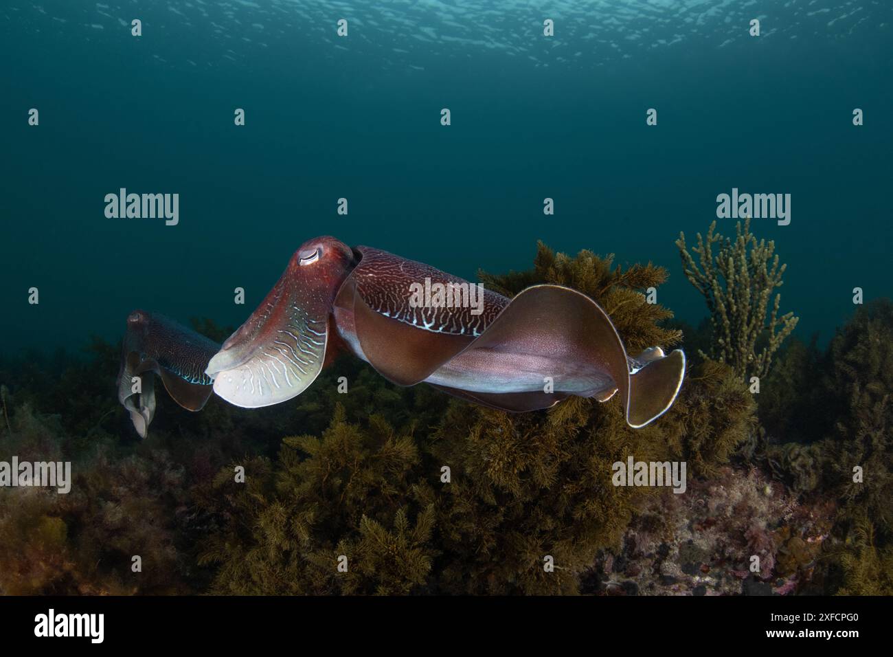 Australian Giant Cuttlefish Stock Photo - Alamy