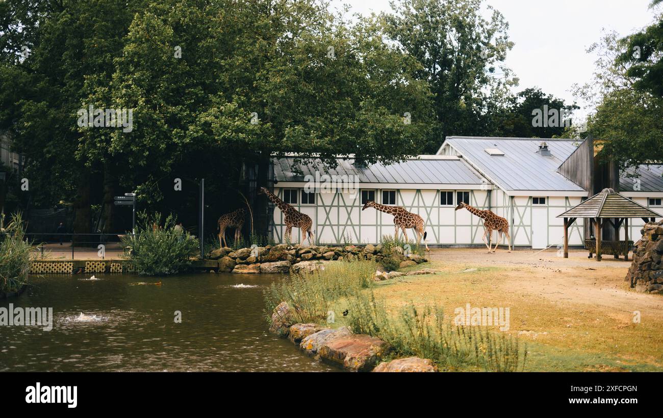 Giraffes in an outdoor enclosure at a zoo with trees and a pond in the ...