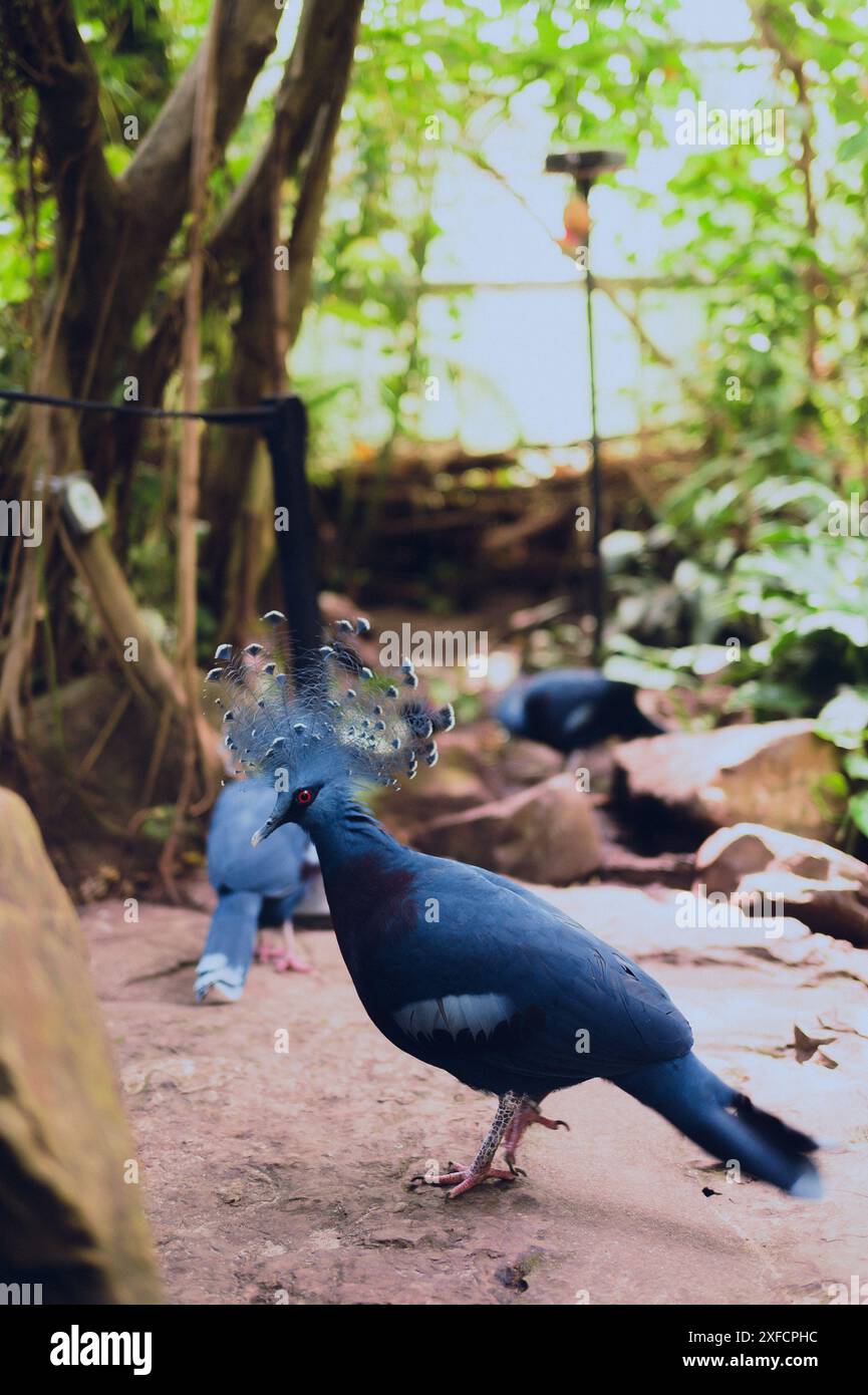 Victoria crowned pigeon bird hi-res stock photography and images - Alamy