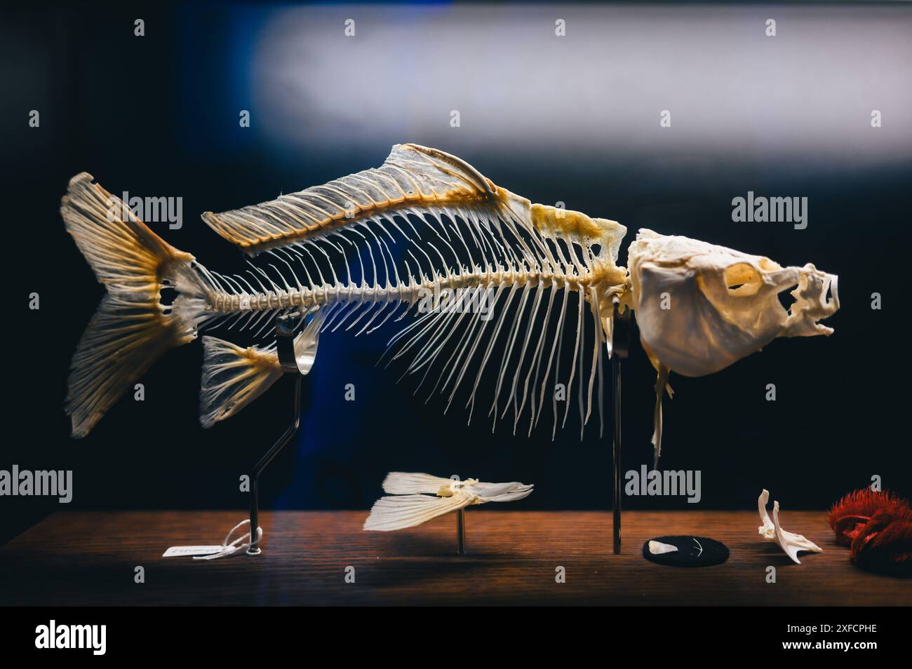 Fish anatomy exhibit hi-res stock photography and images - Alamy
