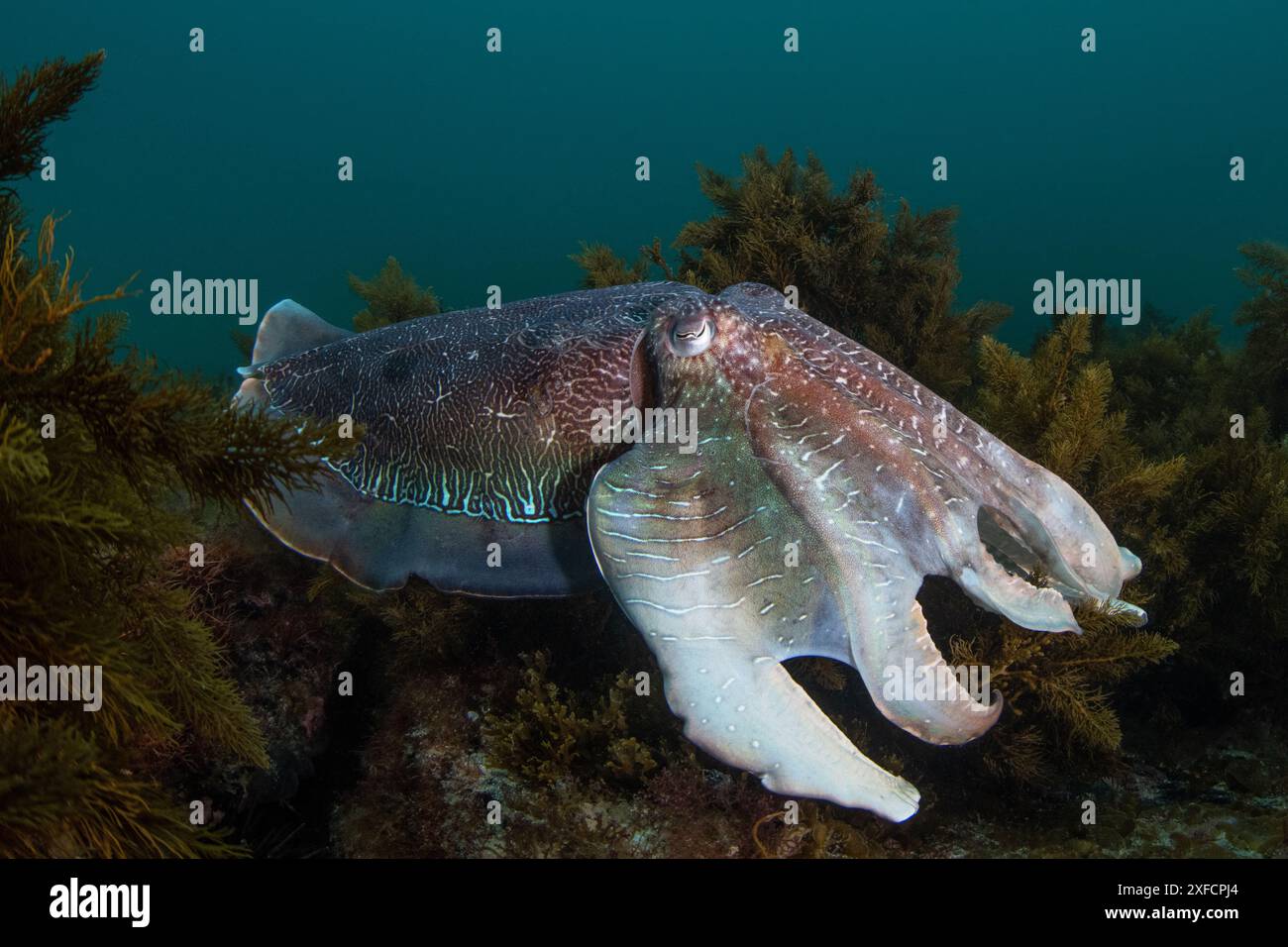Australian Giant Cuttlefish Stock Photo - Alamy