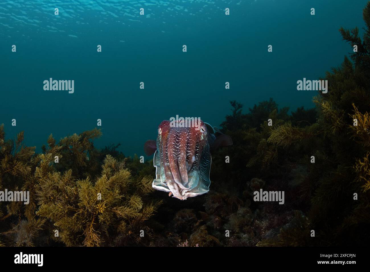 Australian Giant Cuttlefish Stock Photo - Alamy