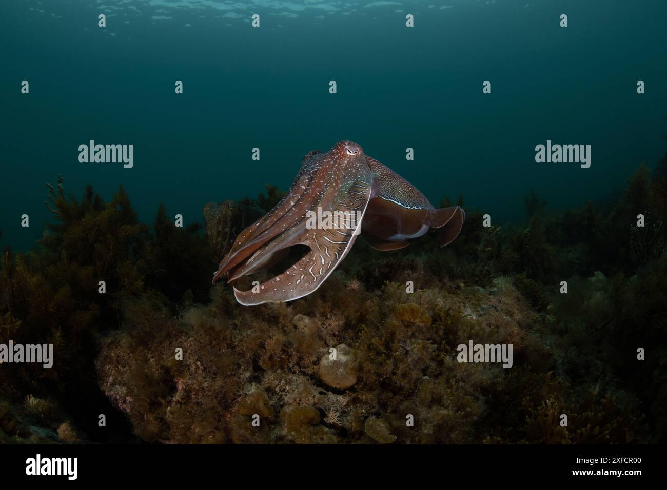 Australian Giant Cuttlefish Stock Photo - Alamy