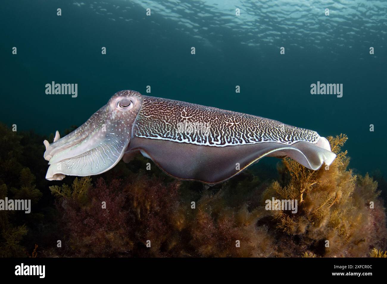 Australian Giant Cuttlefish Stock Photo - Alamy