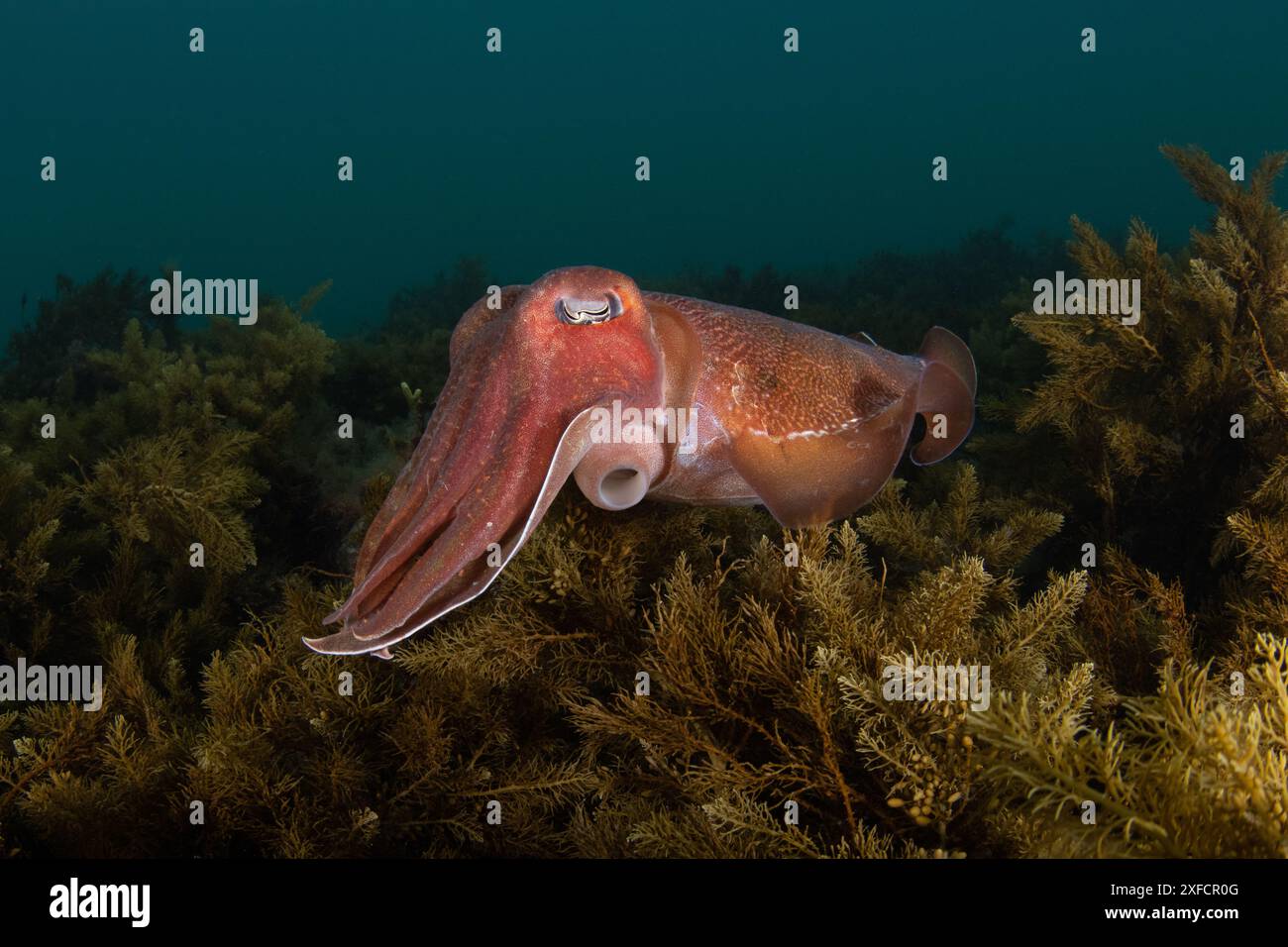 Australian Giant Cuttlefish Stock Photo - Alamy
