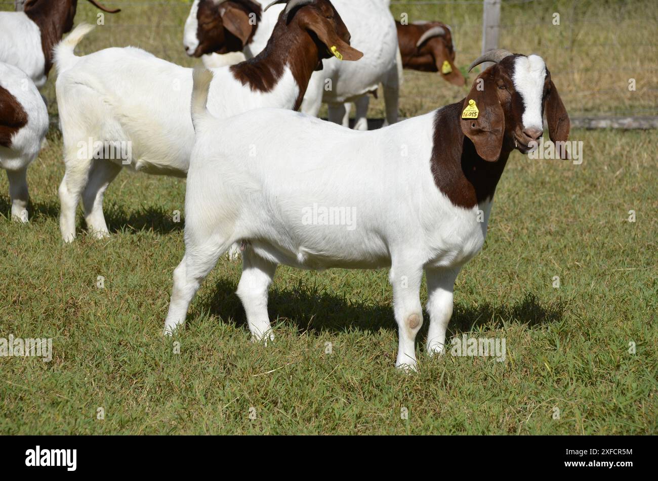 Beautiful female Boer Goats on the farm Stock Photo - Alamy
