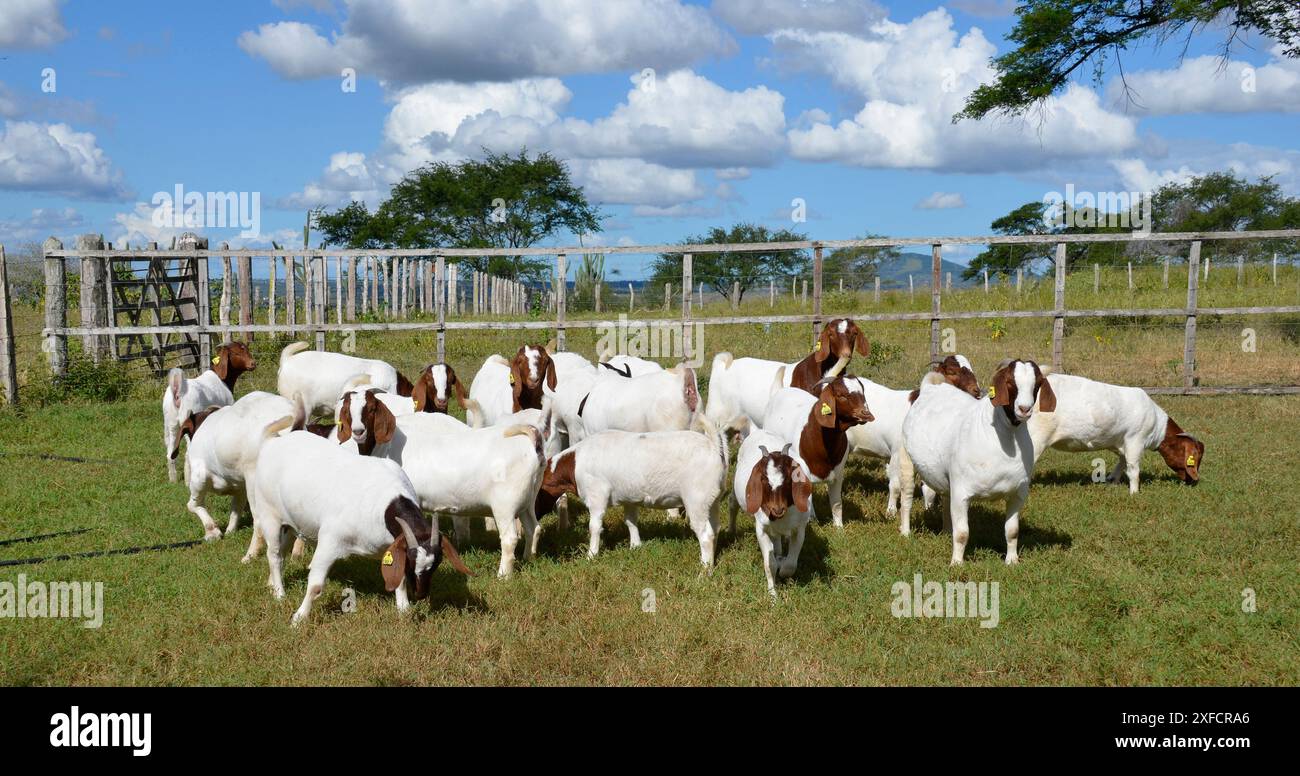 A group of great Boer goats grazing on the farm's green pastures Stock ...
