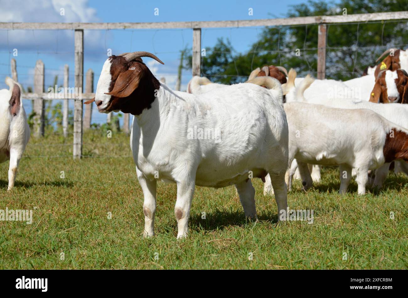 Beautiful female Boer Goats on the farm Stock Photo - Alamy