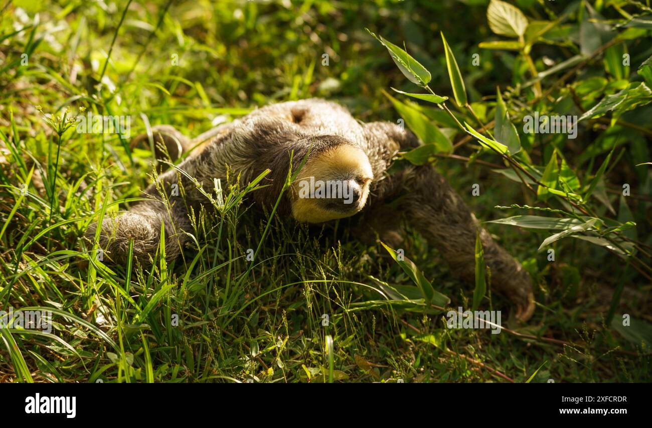 Sloth texture hi-res stock photography and images - Alamy