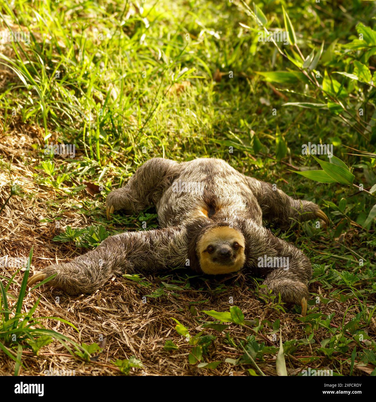 Moving sloth hi-res stock photography and images - Alamy