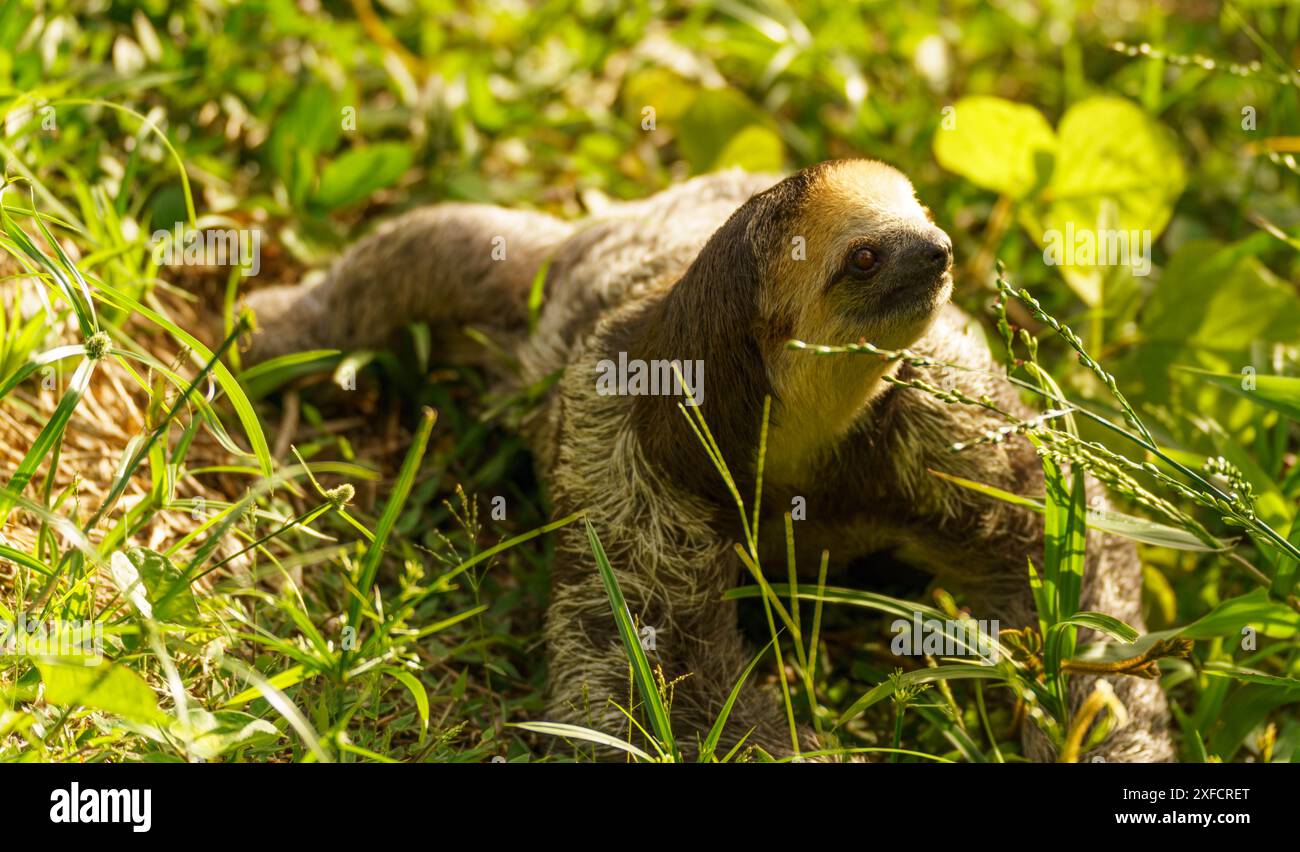 Sloth texture hi-res stock photography and images - Alamy