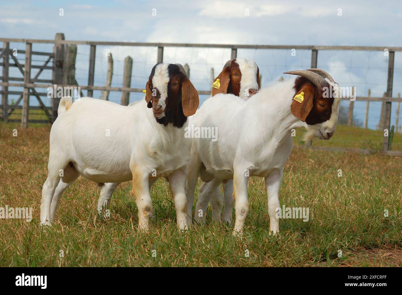 Male female domestic goat hi-res stock photography and images - Alamy