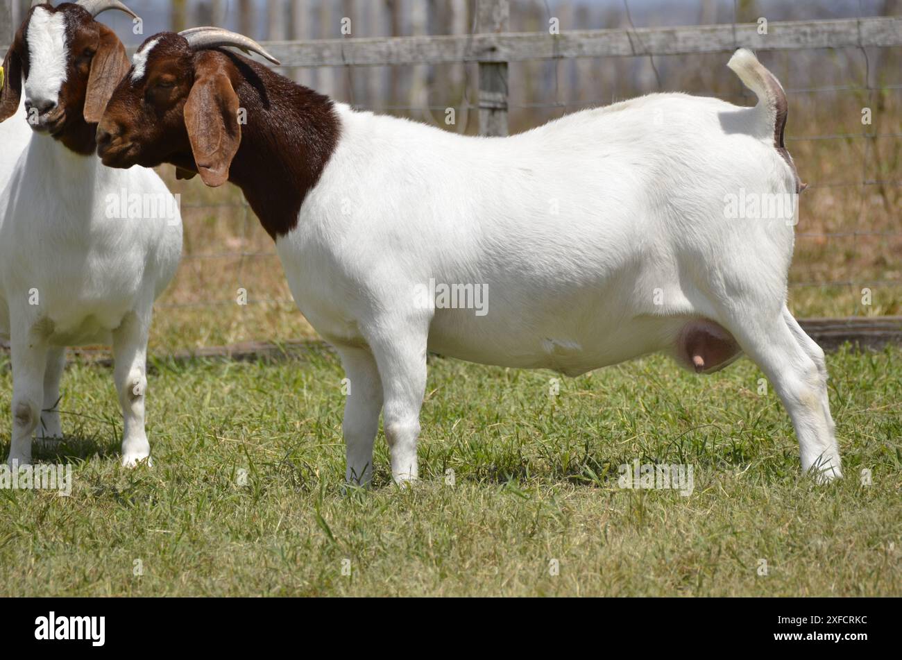 Female goats hi-res stock photography and images - Alamy