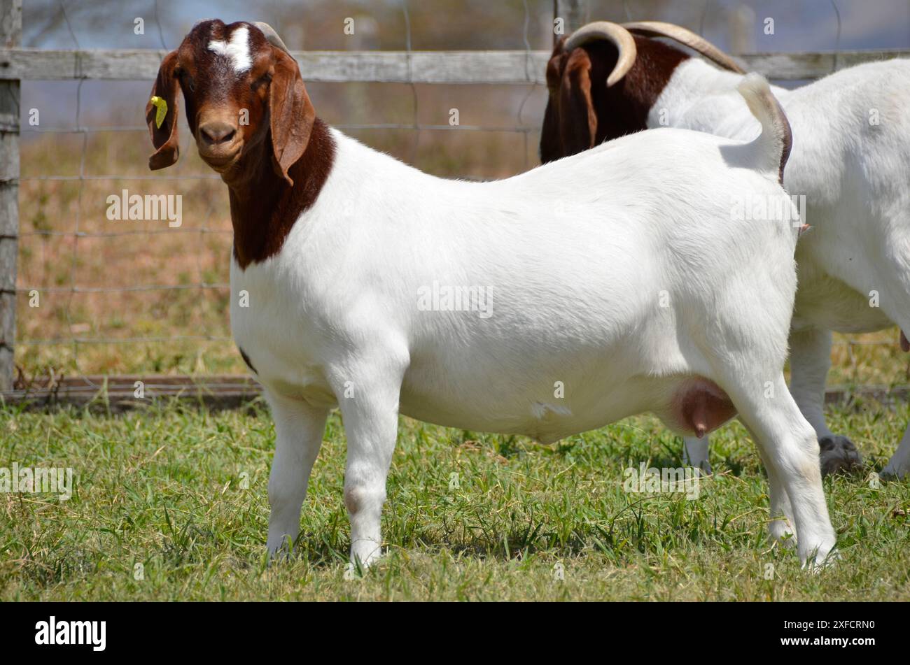 Beautiful female Boer Goats on the farm Stock Photo - Alamy Beautiful female Boer Goats on the farm Stock Photo - Alamy