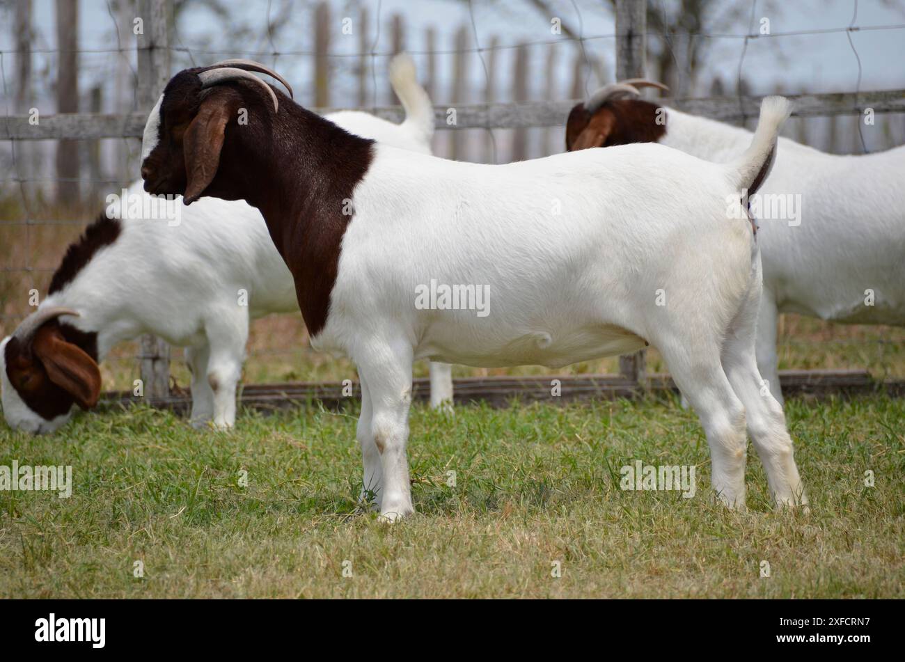 Beautiful female Boer Goats on the farm Stock Photo - Alamy