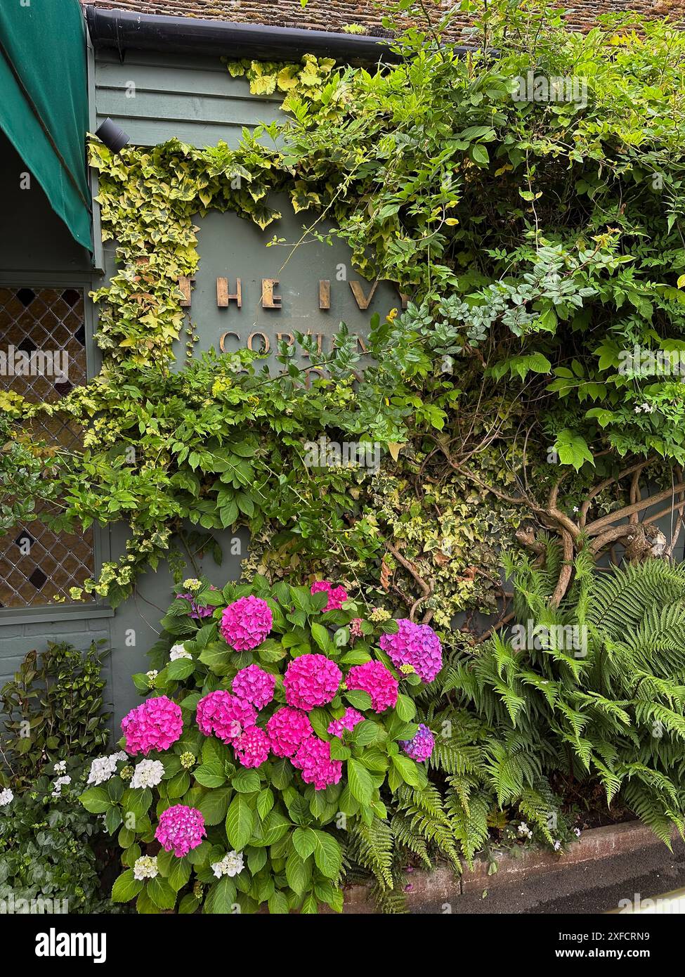 1st July, 2024 Front entrance to The Ivy Restaurant and Brasserie in ...
