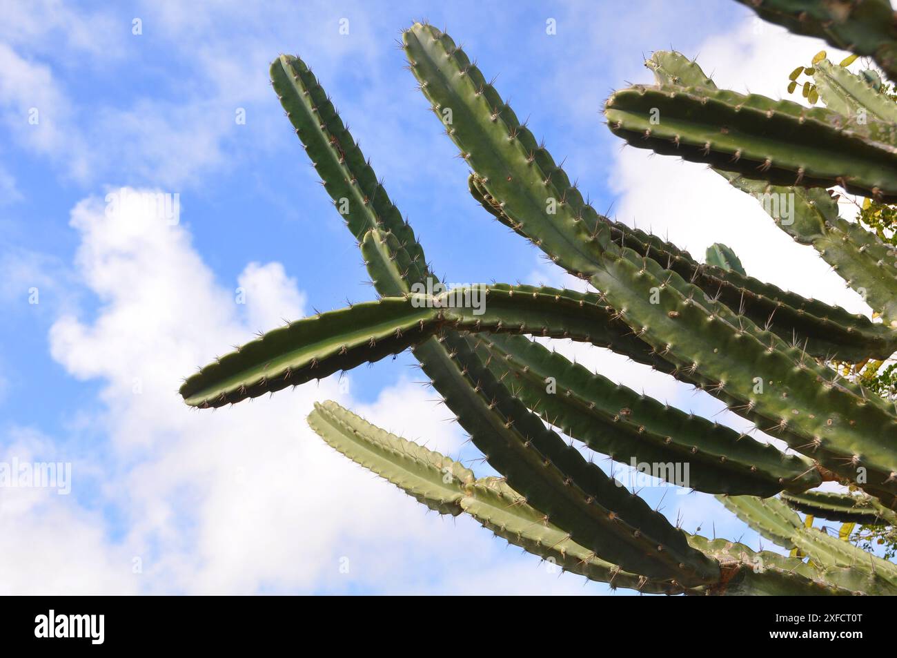Detail of the thorn of the mandacaru, a plant native to the Brazilian ...