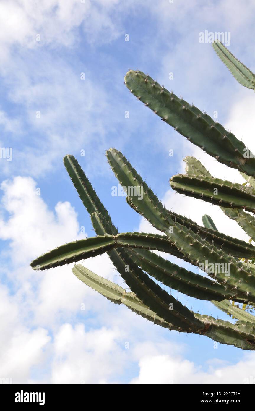 Detail of the thorn of the mandacaru, a plant native to the Brazilian ...