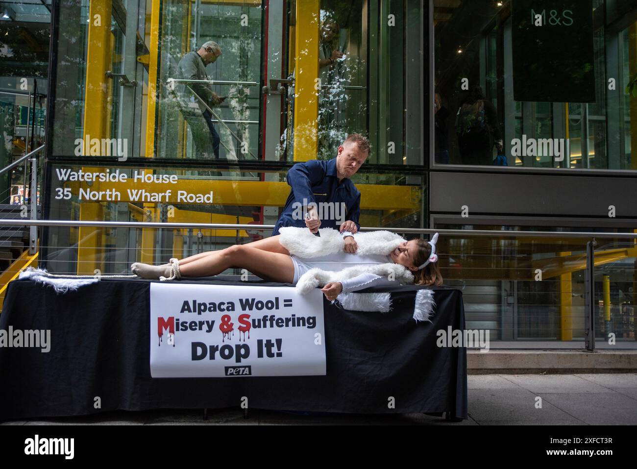 An activist pretends to shear the 'alpaca' who screams from pain on the ...
