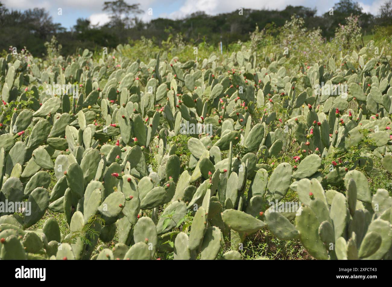 Cochineal nopal cactus or Opuntia cochenillifera, Cereus hexagonus ...