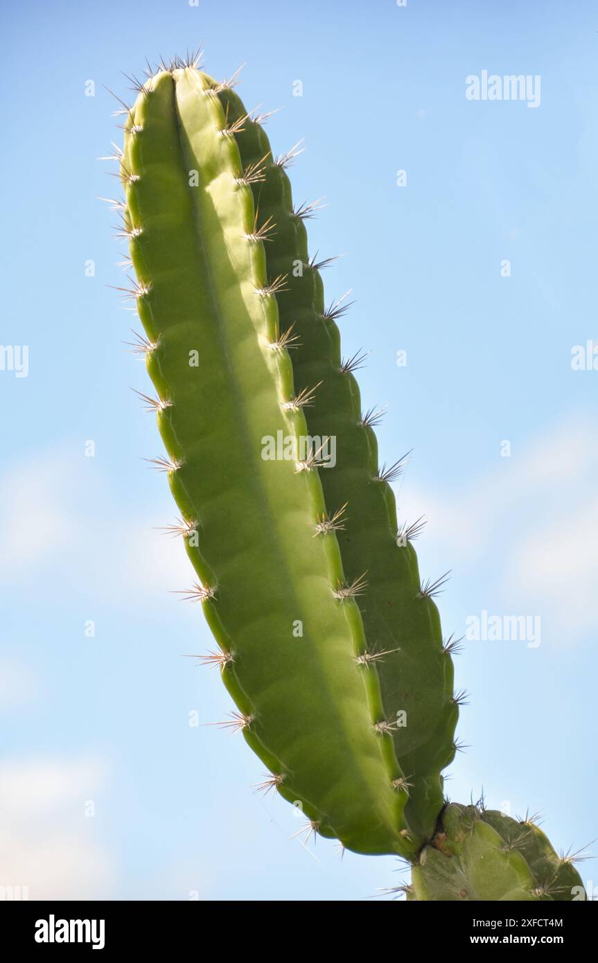 Detail of the thorn of the mandacaru, a plant native to the Brazilian ...