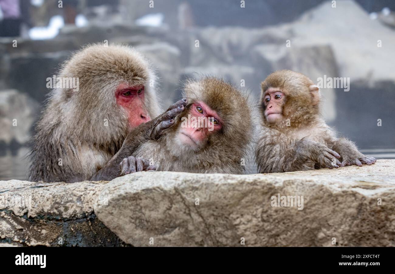 A family of Japanese macaques relaxing in a hot spring in Jigokudani ...