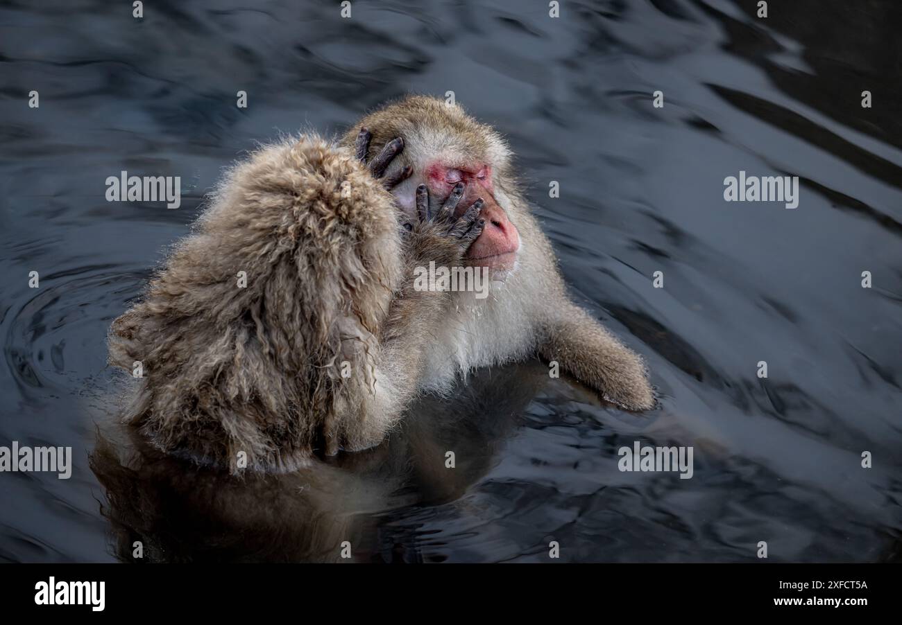 Two Japanese macaques grooming each other while bathing in hot spring ...