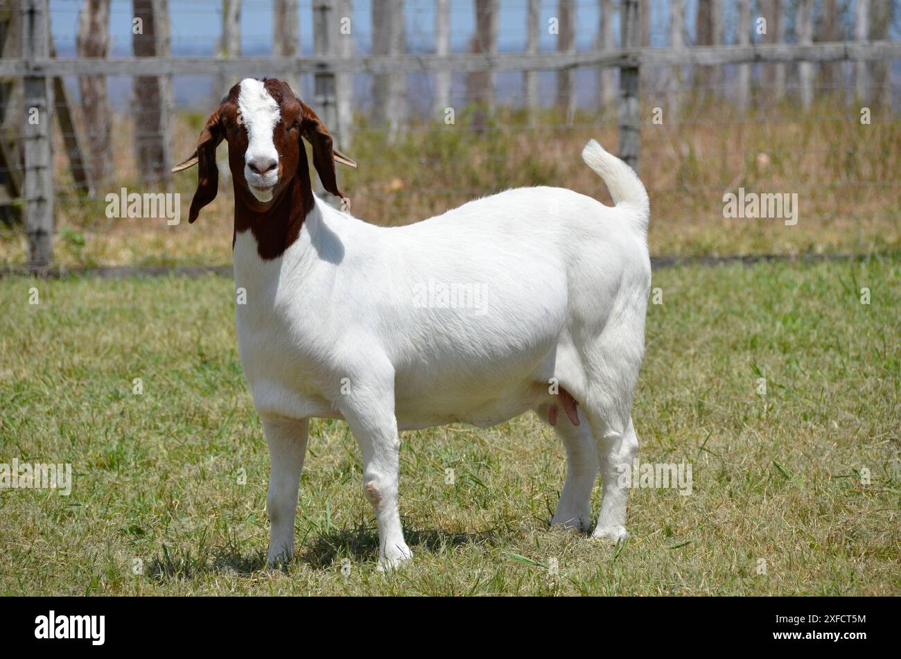 Beautiful female Boer Goats on the farm Stock Photo - Alamy