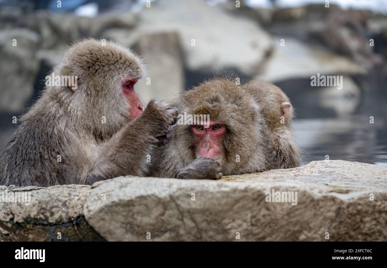 Japanese macaques grooming each other by the hot springs in Jigokudani ...