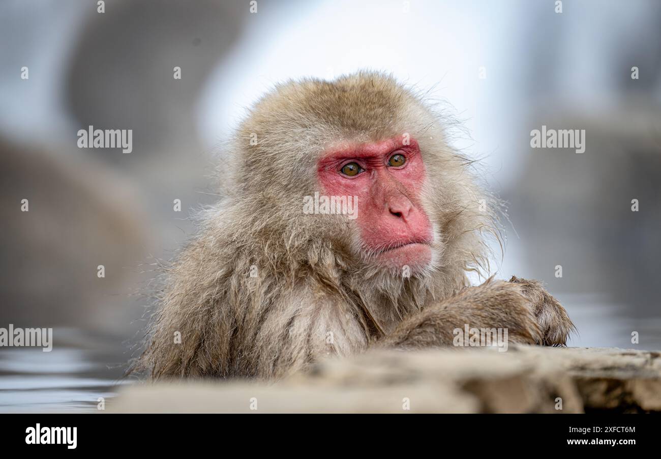 Close-up of a Japanese macaque sitting in hot spring water in ...