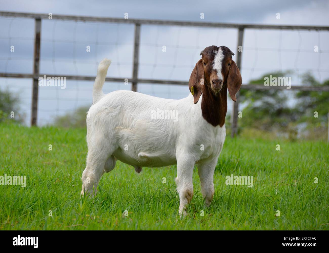 Male boer goats hi-res stock photography and images - Alamy
