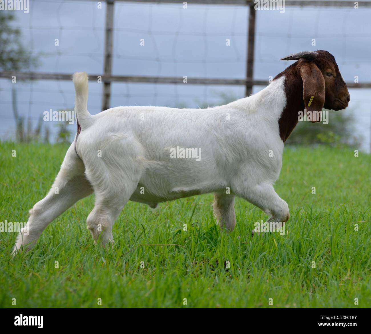 Young male boer goats on the farm Stock Photo - Alamy