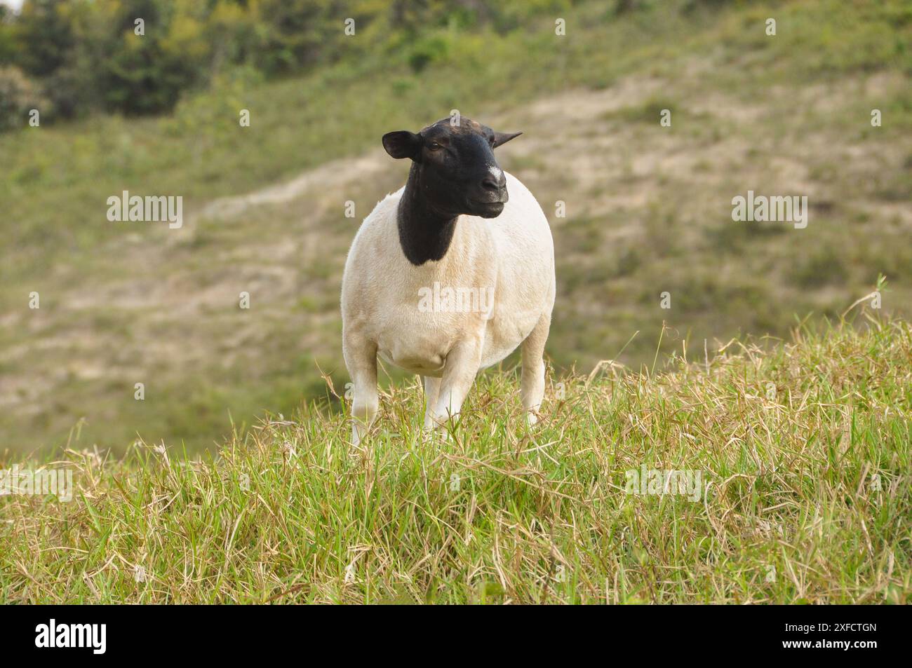 Beautiful female Dorper sheep on the farm Stock Photo - Alamy