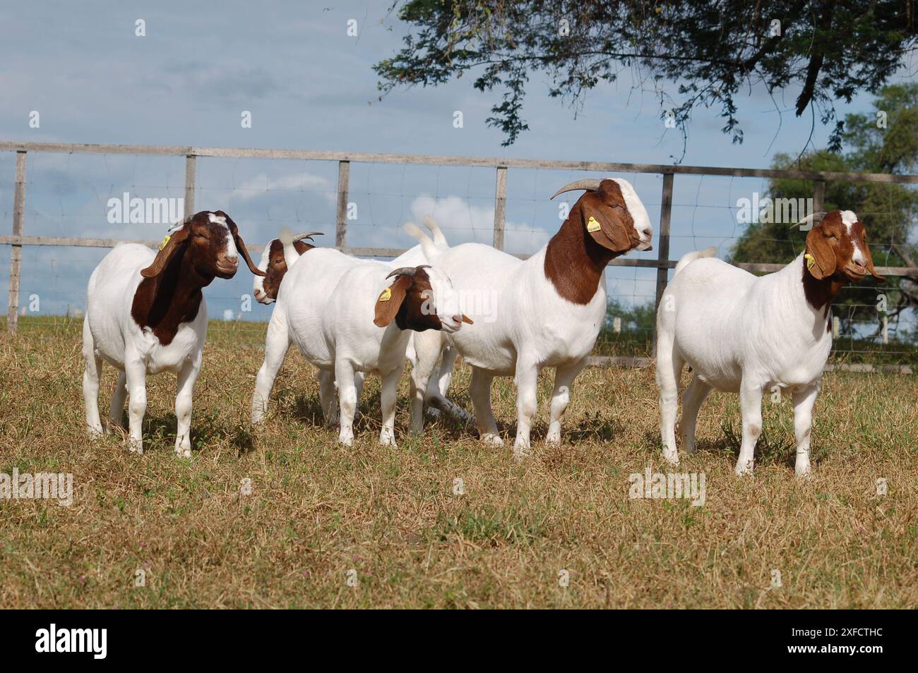 A group of great Boer goats grazing on the farm's green pastures Stock ...