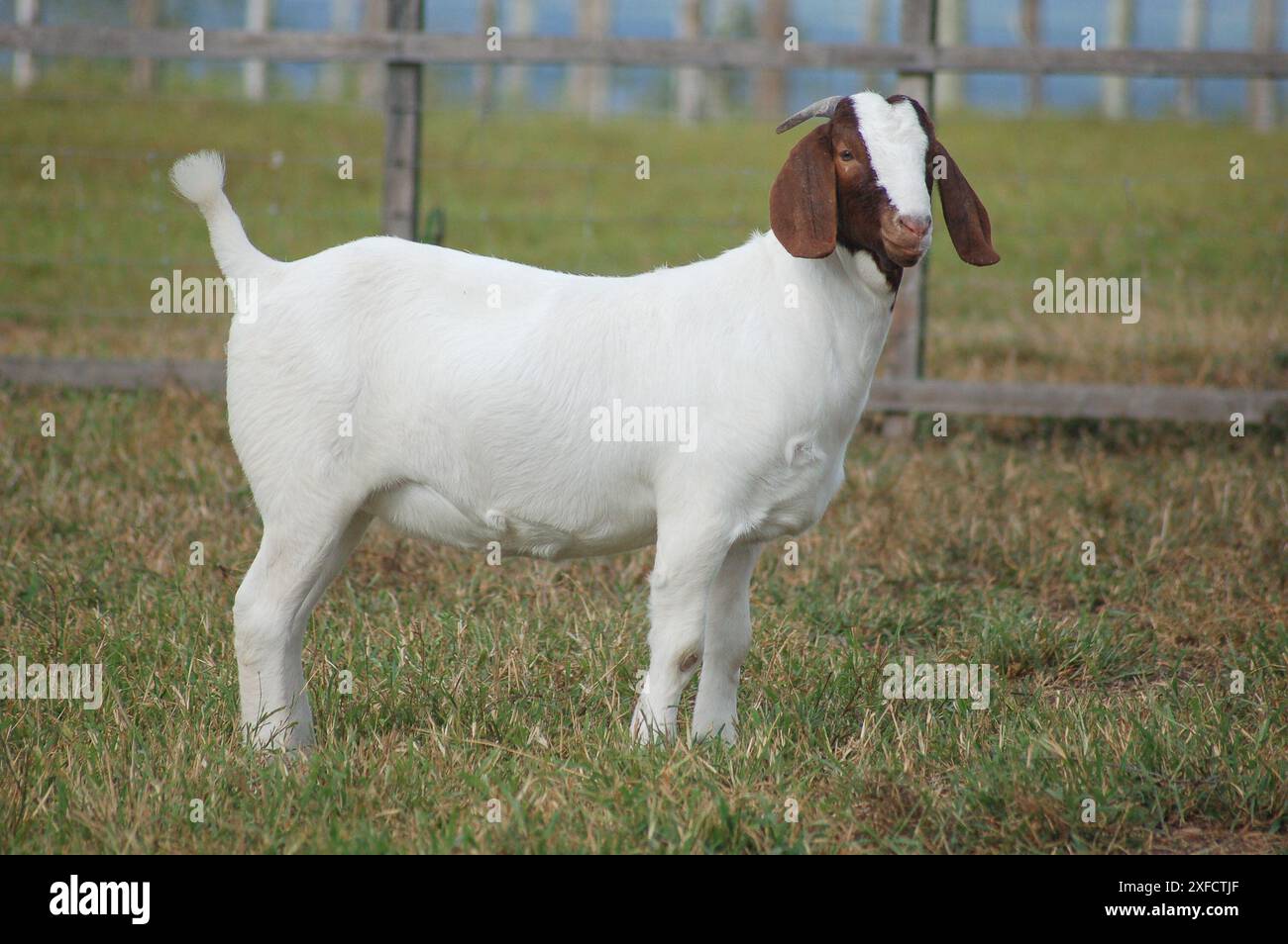 Beautiful female Boer Goats on the farm Stock Photo - Alamy