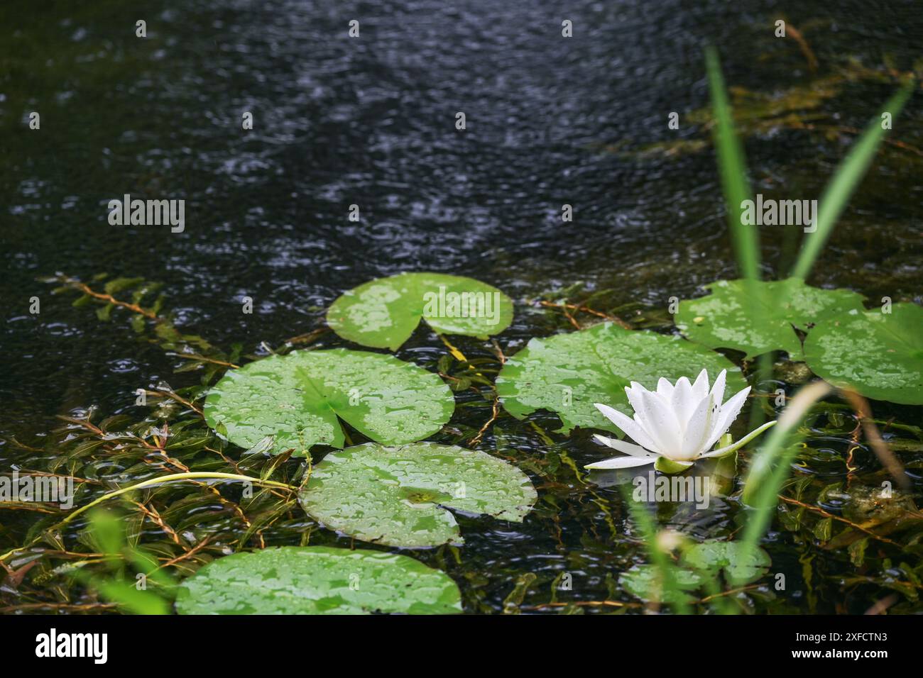 Cold climate water lily hi-res stock photography and images - Alamy