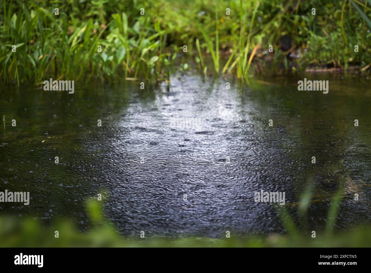 Rain is falling in a pond with aquatic plants on the shore and ...