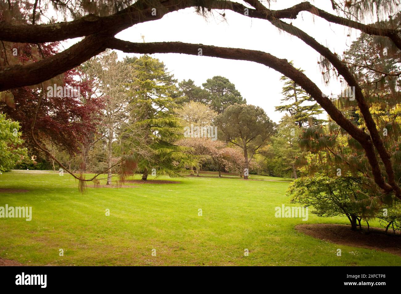 Meadow with grass, trees and bushes, Trelissick Gardens, Cornwall, UK ...