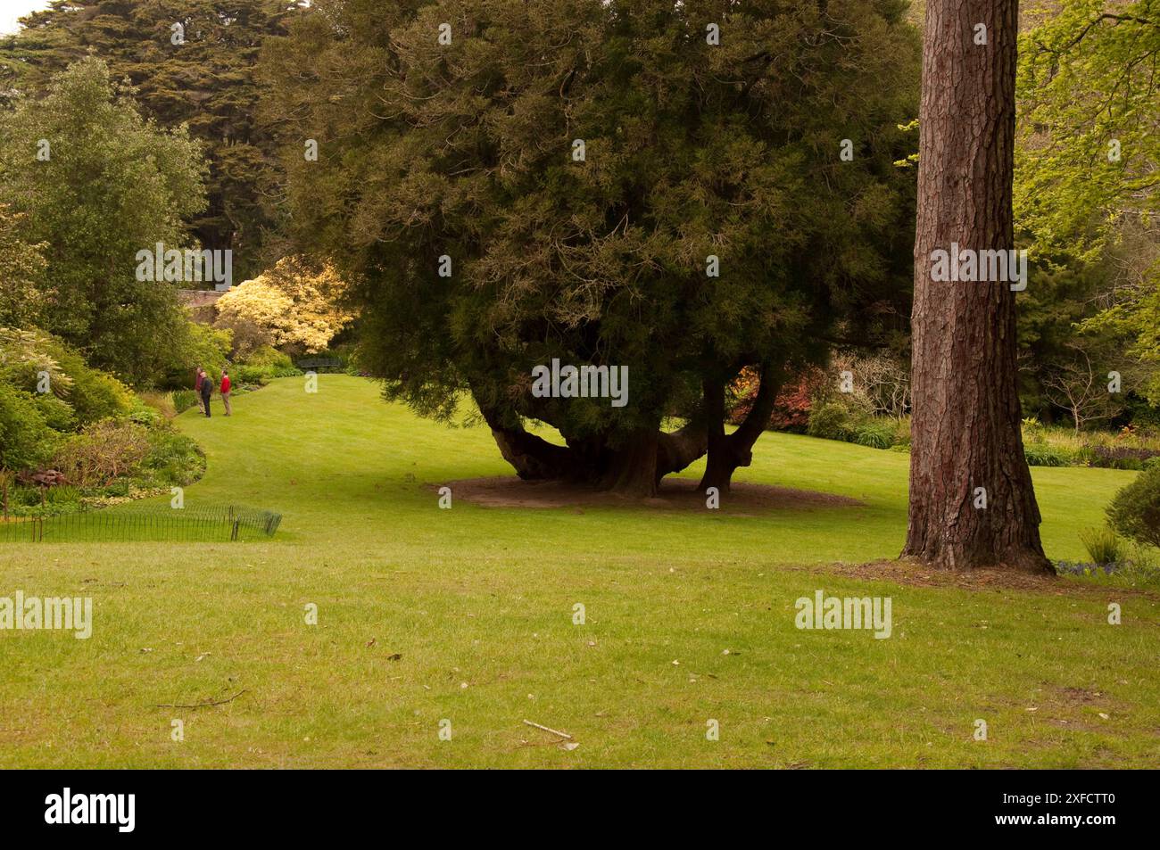 Meadow with grass, trees and bushes, Trelissick Gardens, Cornwall, UK ...